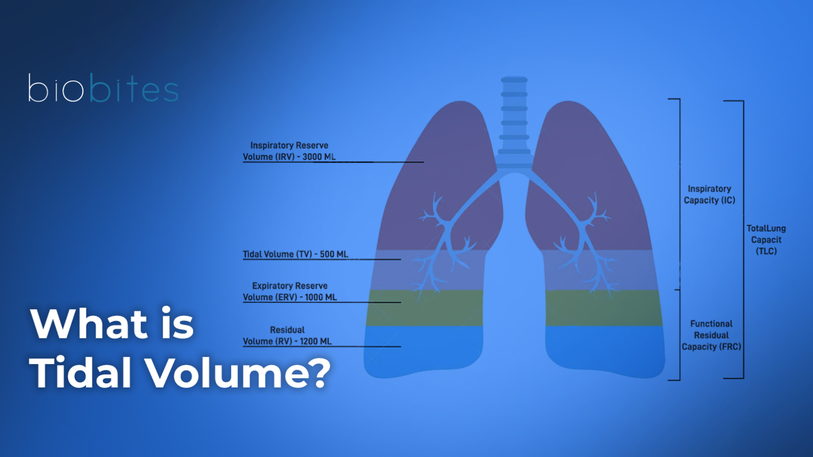What Is Tidal Volume? - Lung Protection in Ventilation